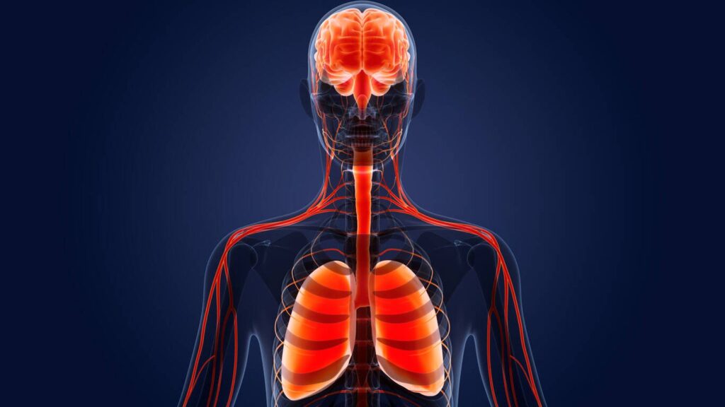 La interesante conexión entre los pulmones y el cerebro: todo lo que ...